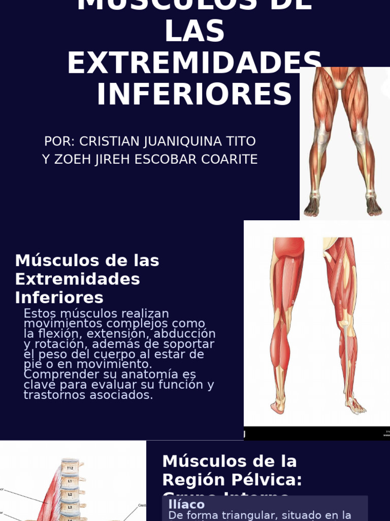 Muslo Posterior | PDF | Pie | Sistema musculoesquelético