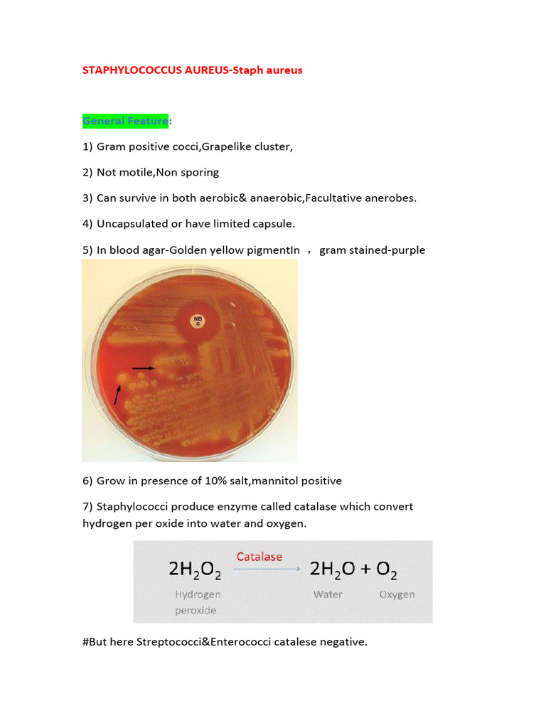 Staphylococcus Aereus, Micro | PDF | Staphylococcus | Staphylococcus Aureus