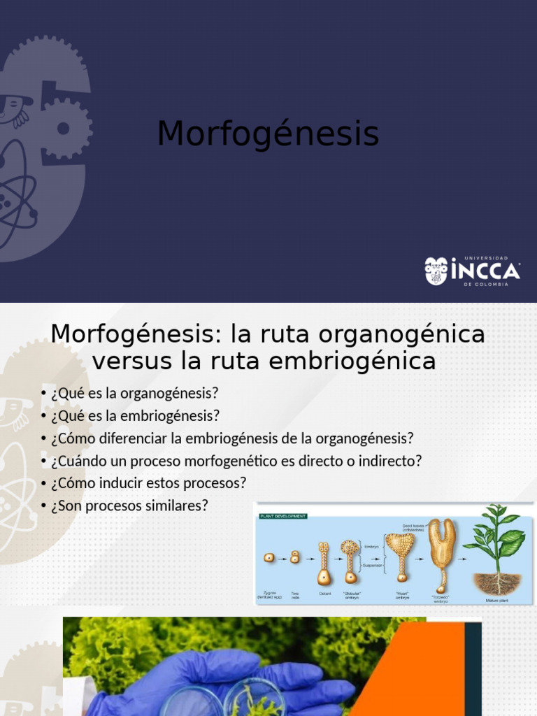 Morfogénesis: Embriogénesis y Organogénesis | PDF | Embrión ...