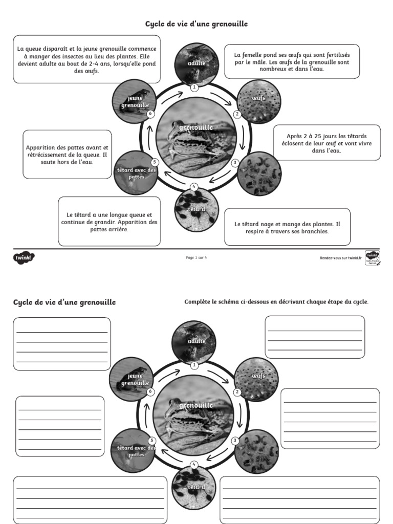 Cycle de vie de la grenouille | PDF | Grenouille | Zoologie