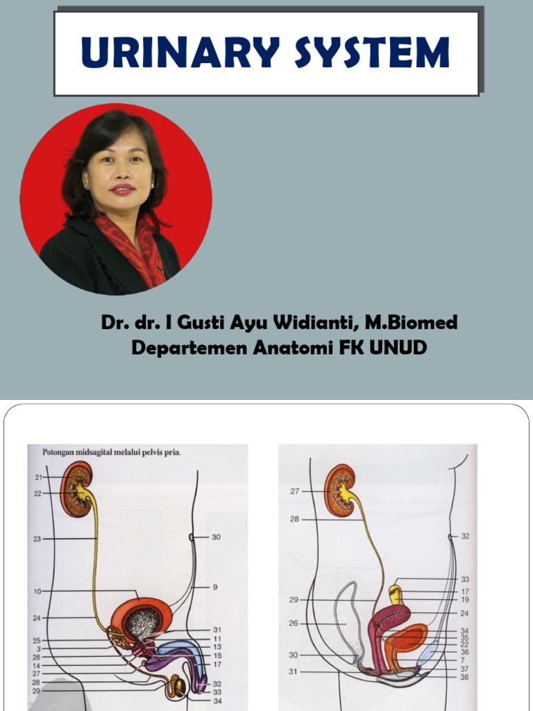 Urinary & Male Genital System 2025 | PDF | Testicle | Kidney