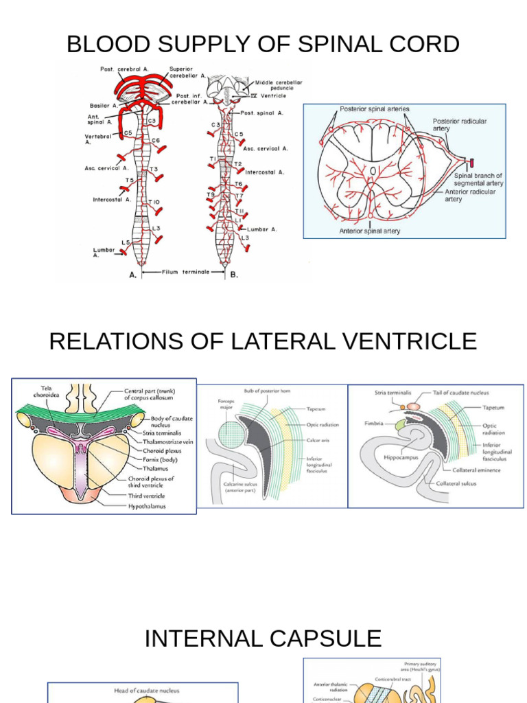 Neuroanatomy, Head Neck Record Diagrams Added | PDF