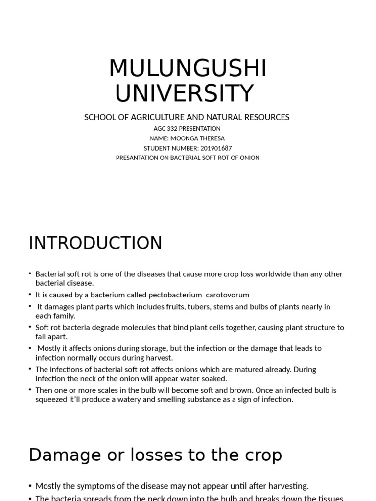Presentation Bacterial Soft Rot | PDF | Onion | Branches Of Botany