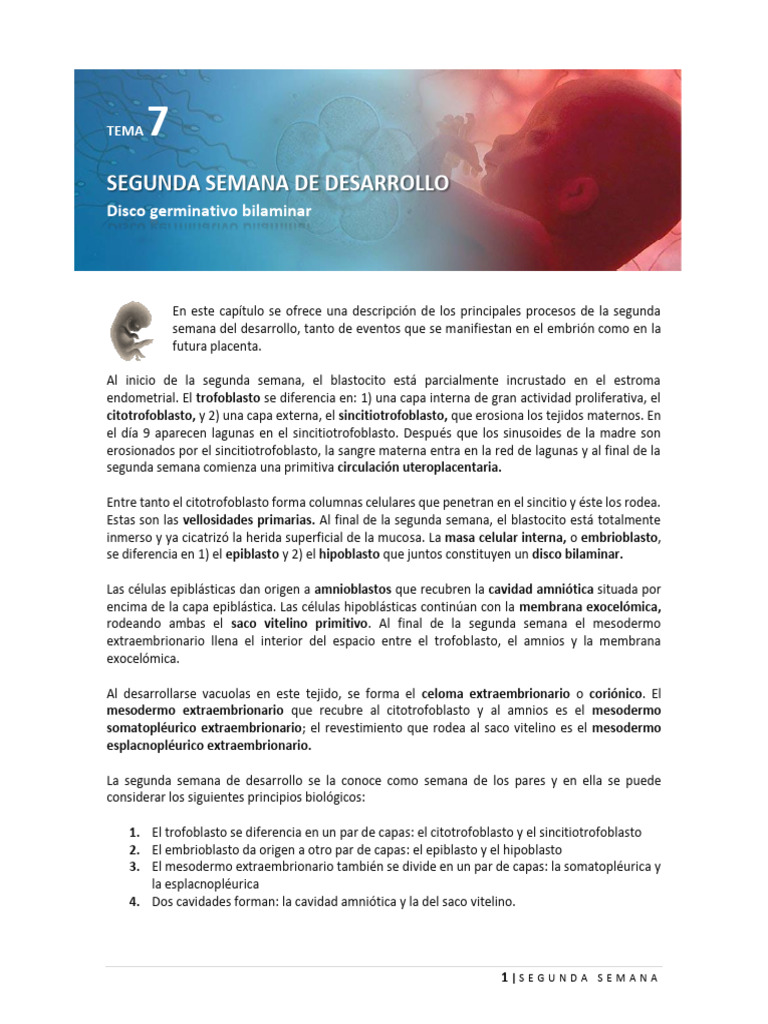 Desarrollo del Disco Bilaminar en Embriones | PDF | Embrión | Sistema ...