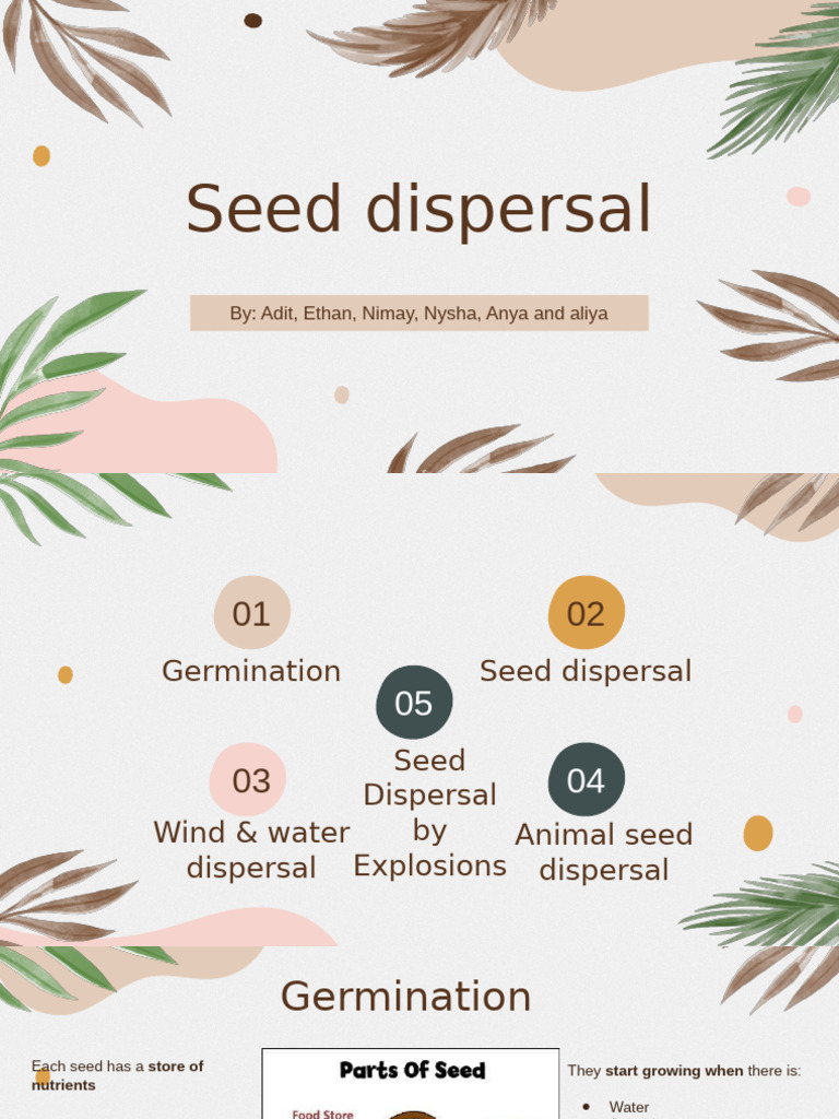 Grade 8 Biology Unit 13.6 Seed Dispersal | PDF | Seed | Germination