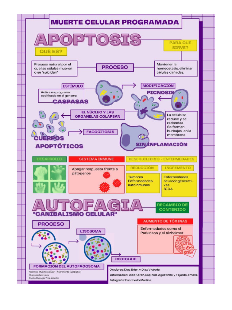 Muerte Celular Programada | PDF
