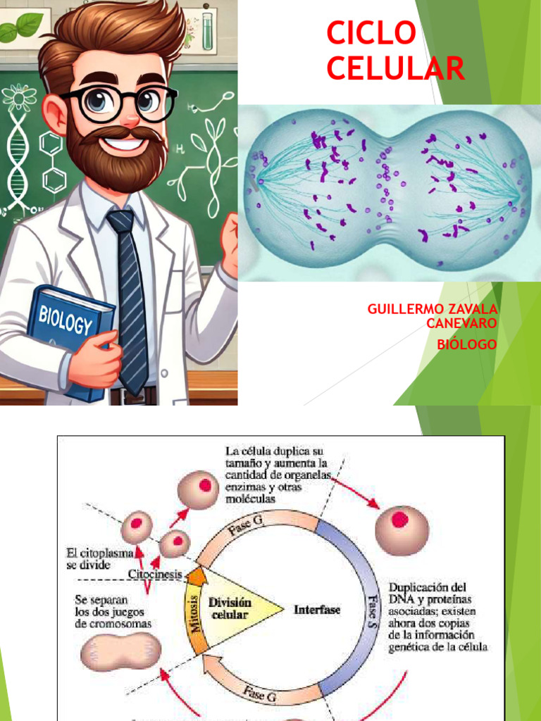 Fases y Control del Ciclo Celular | PDF | Mitosis | Procesos biologicos