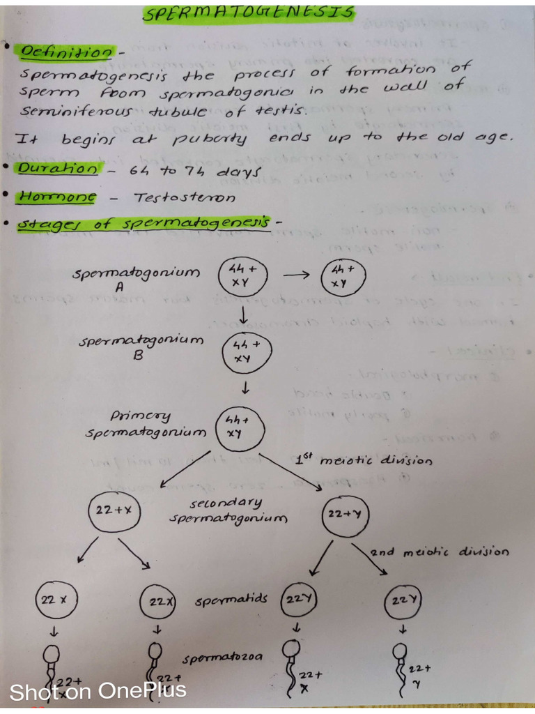 Spermatogenesis SAQ 5 Marks | PDF