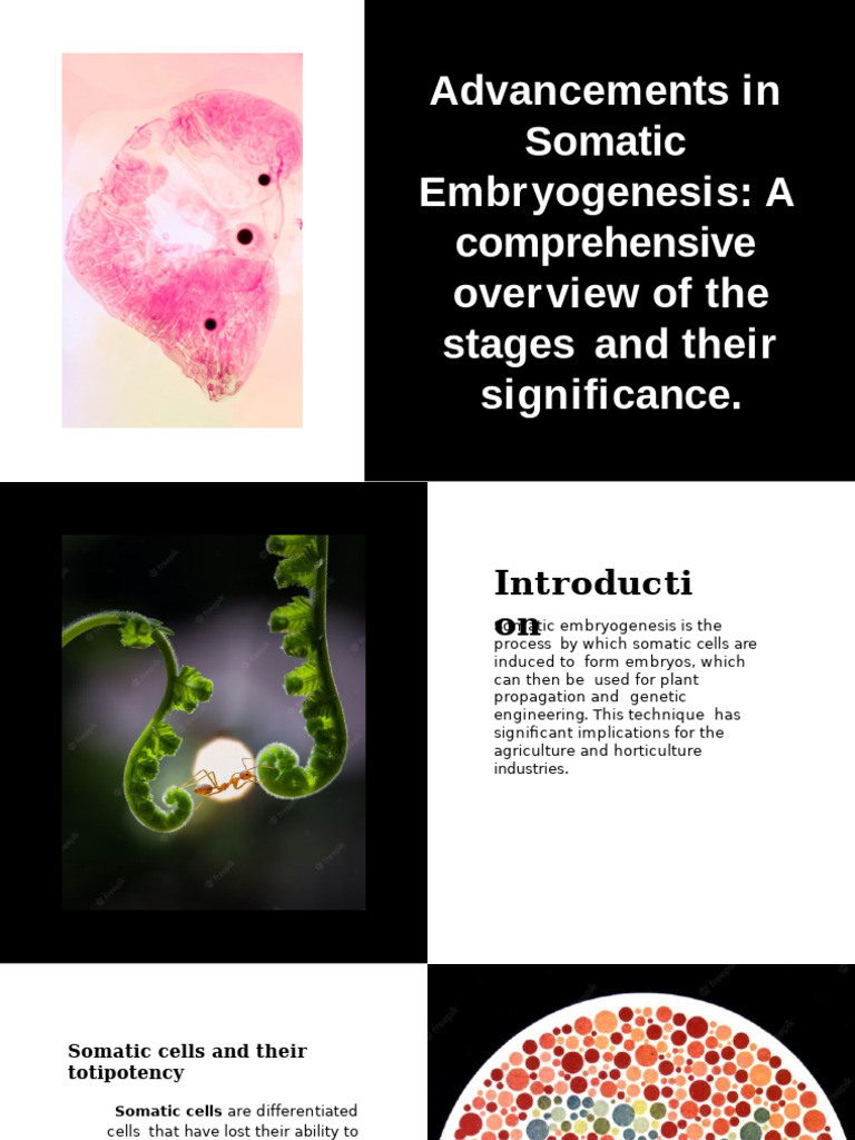 Stages of Somatic Embryogenesis Explained | PDF