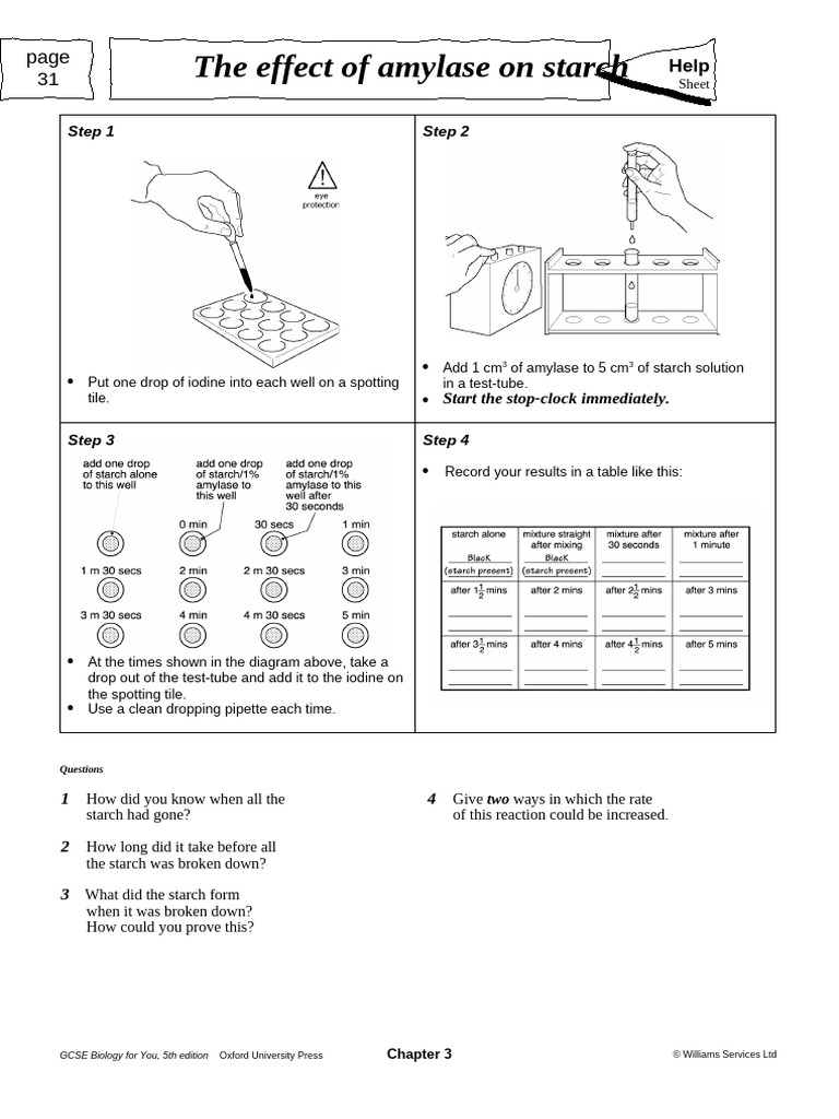 Amylase and Starch Reaction Experiment | PDF