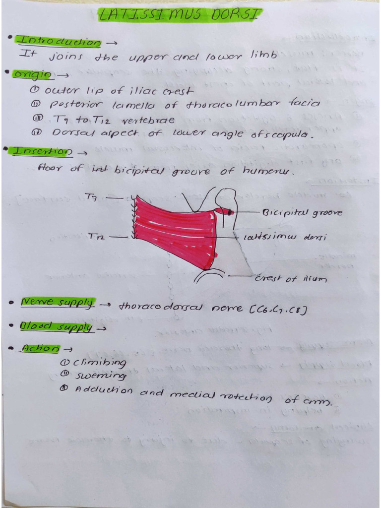 Latissimus Dorsi SAQ 5 Marks | PDF