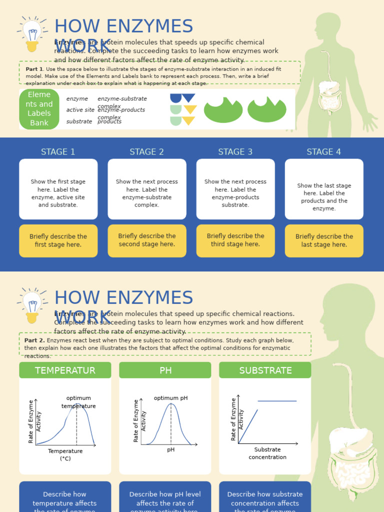 How Enzymes Work Digital Worksheet in 0 Light Green Beige Style | PDF ...