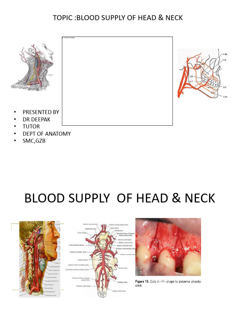 Blood Supply of Head & Neck Anatomy | PDF | Common Carotid Artery | Neck