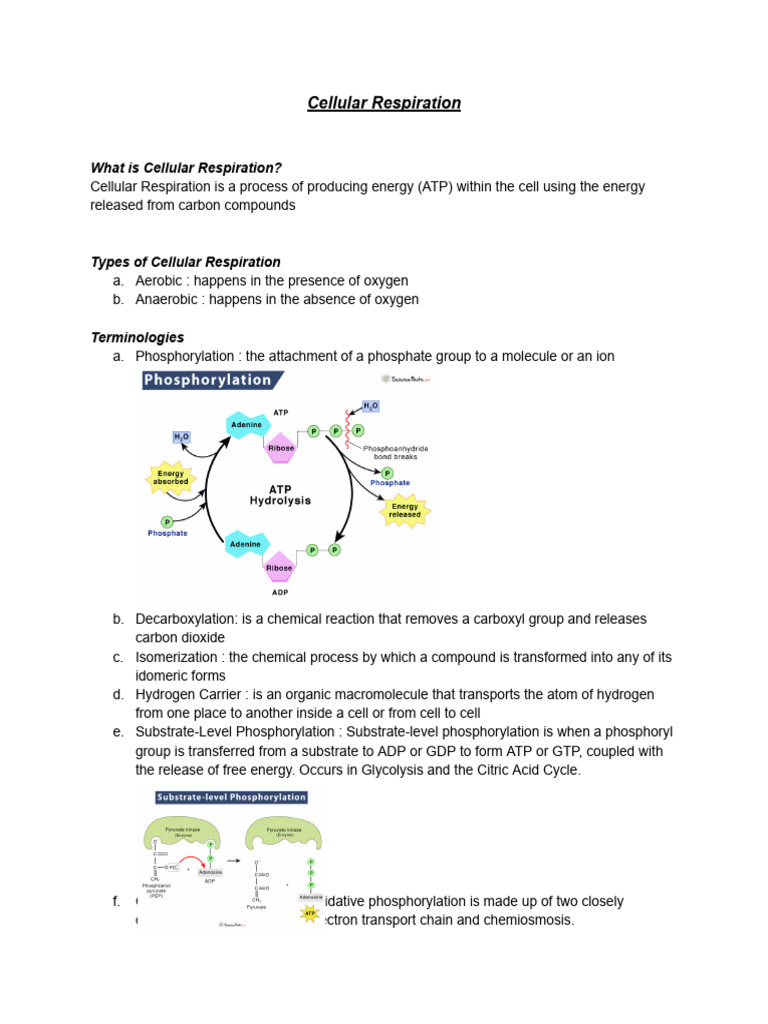 Types and Processes of Cellular Respiration | PDF | Cellular ...