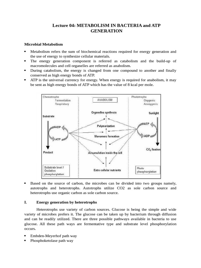 Chapter 4 Metabolism In Bacteria Pdf Cellular Respiration