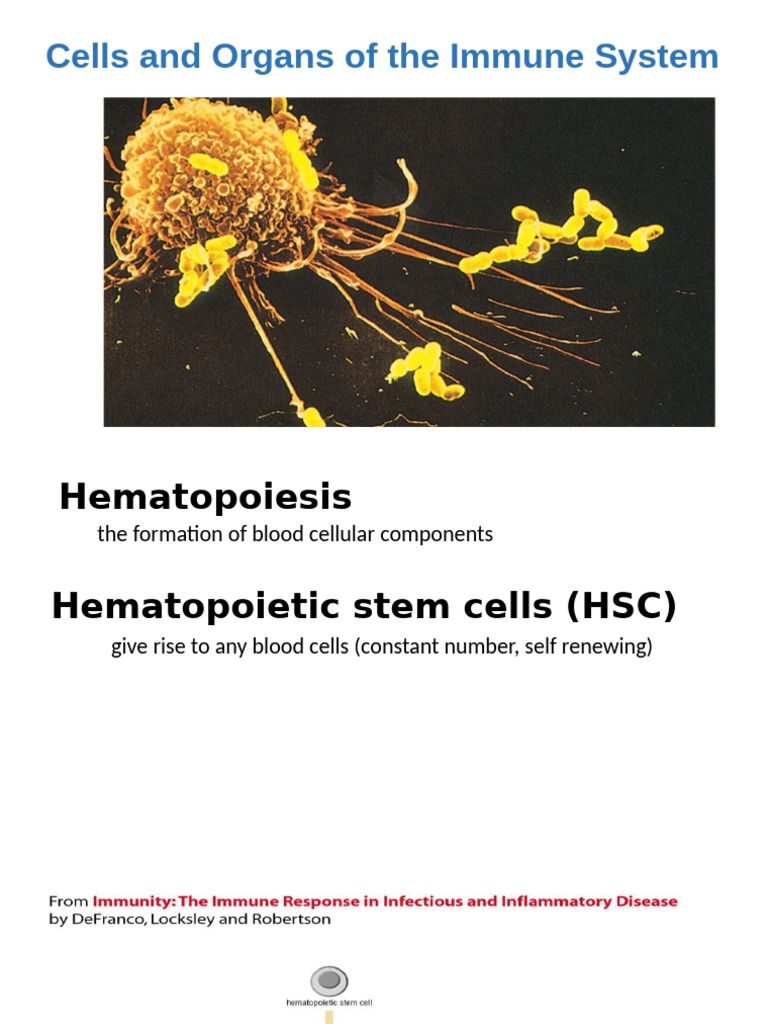 2 Cells and Organs of The Immune System | PDF