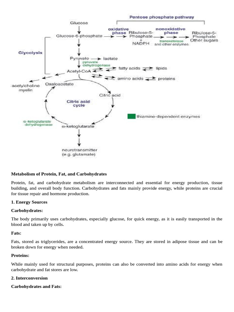 Protein, Fat, and Carb Metabolism Explained | PDF