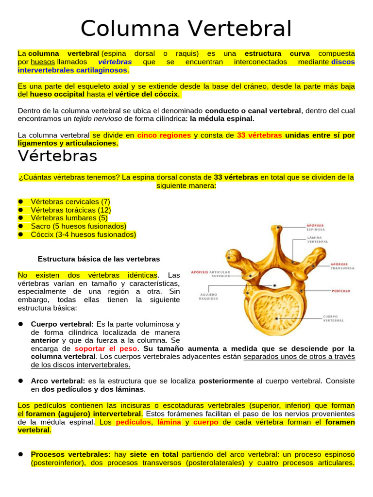 Anatomía de la Columna Vertebral y Médula Espinal | PDF | Médula ...