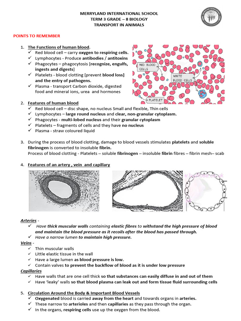 Transport in Animals Inheritance Points To Remember | PDF | Heart Valve | Atrium (Heart)