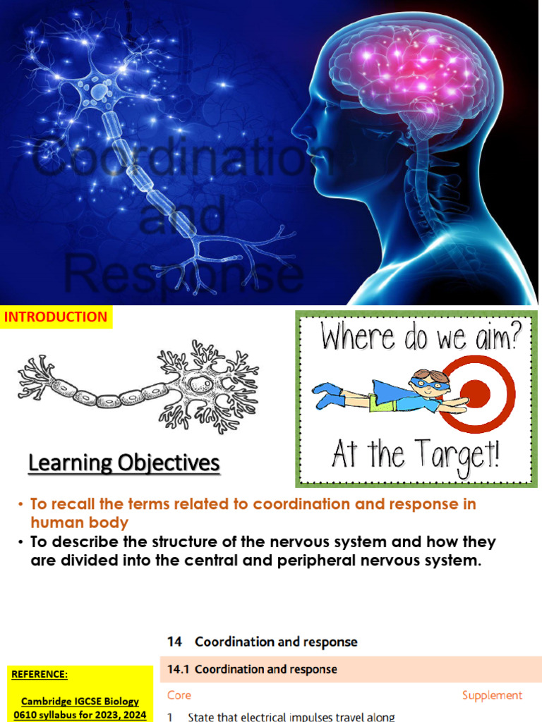 Coordination and Response | PDF | Chemical Synapse | Neurotransmitter
