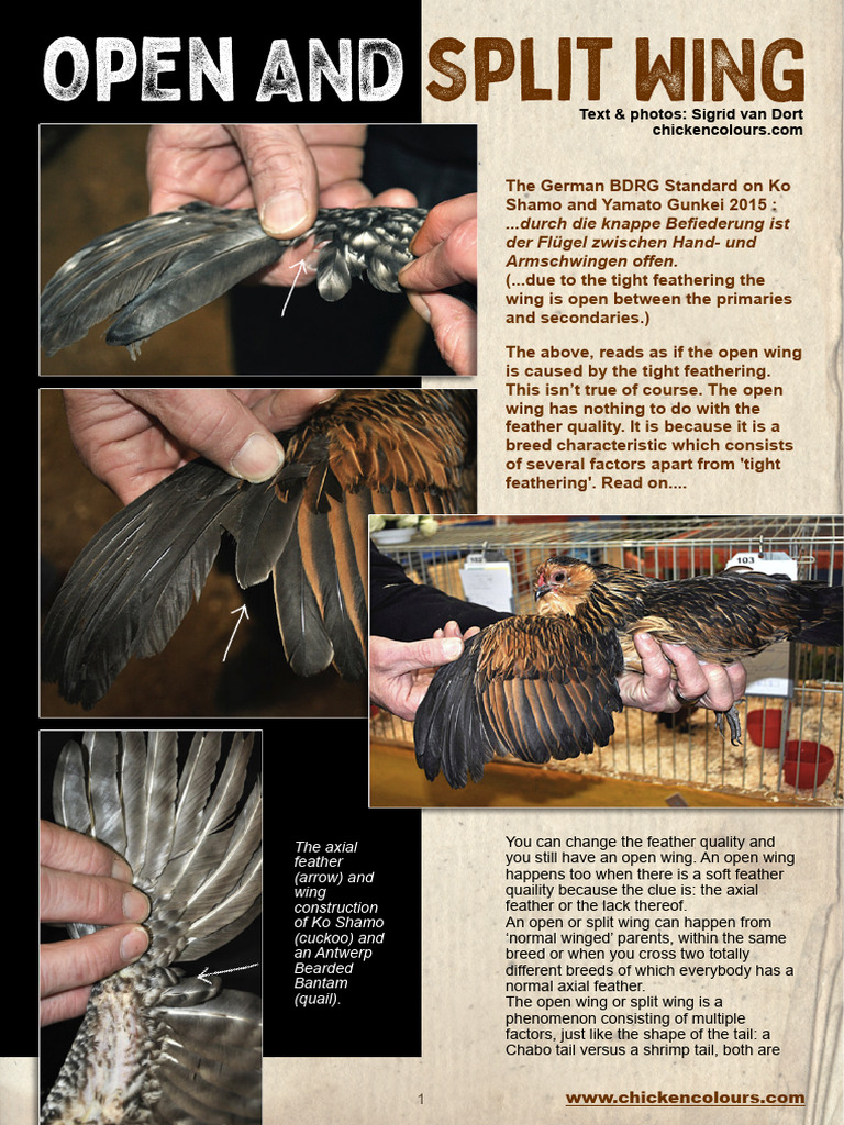 Open Wing and Split Wing | PDF | Junglefowls