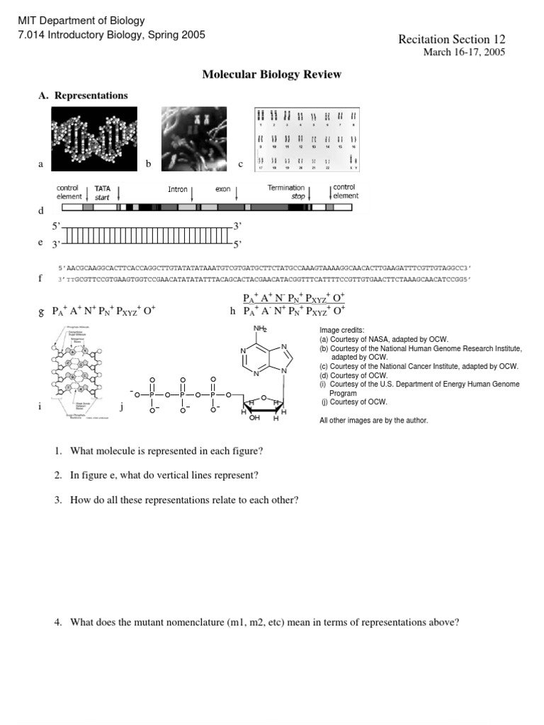 Molecular Biology Review | PDF