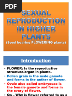 Function and Role of Plumule in Seeds | PDF | Seedling | Biology