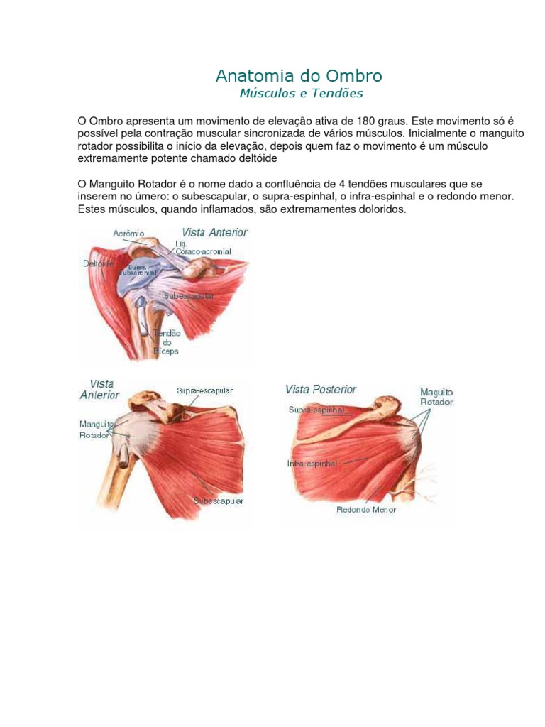 Anatomia Do Ombro Musculos e Tendoes | PDF