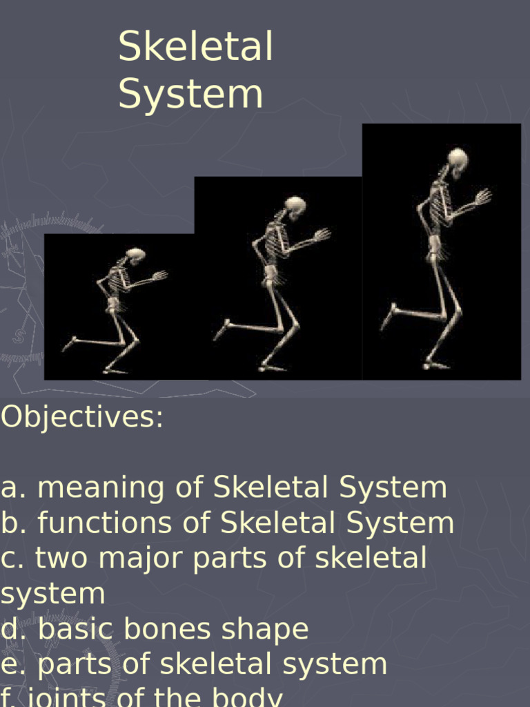 Skeletal System | PDF | Skeleton | Bone