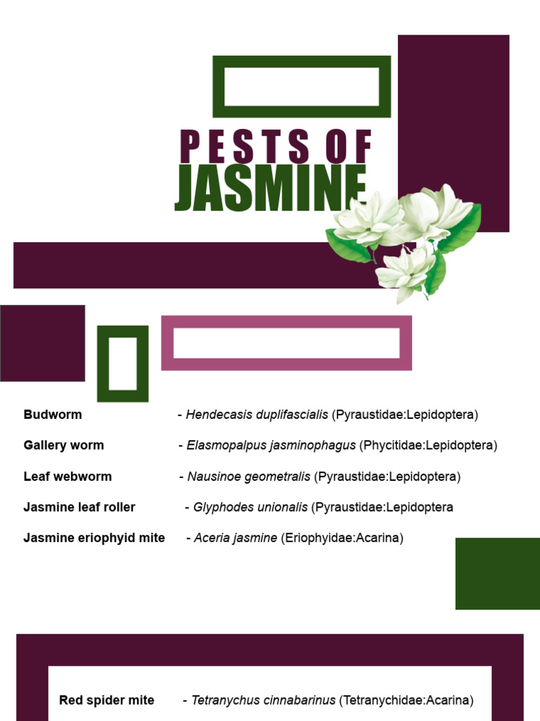 11 - Pests of Jasmine | PDF | Pupa | Pest (Organism)