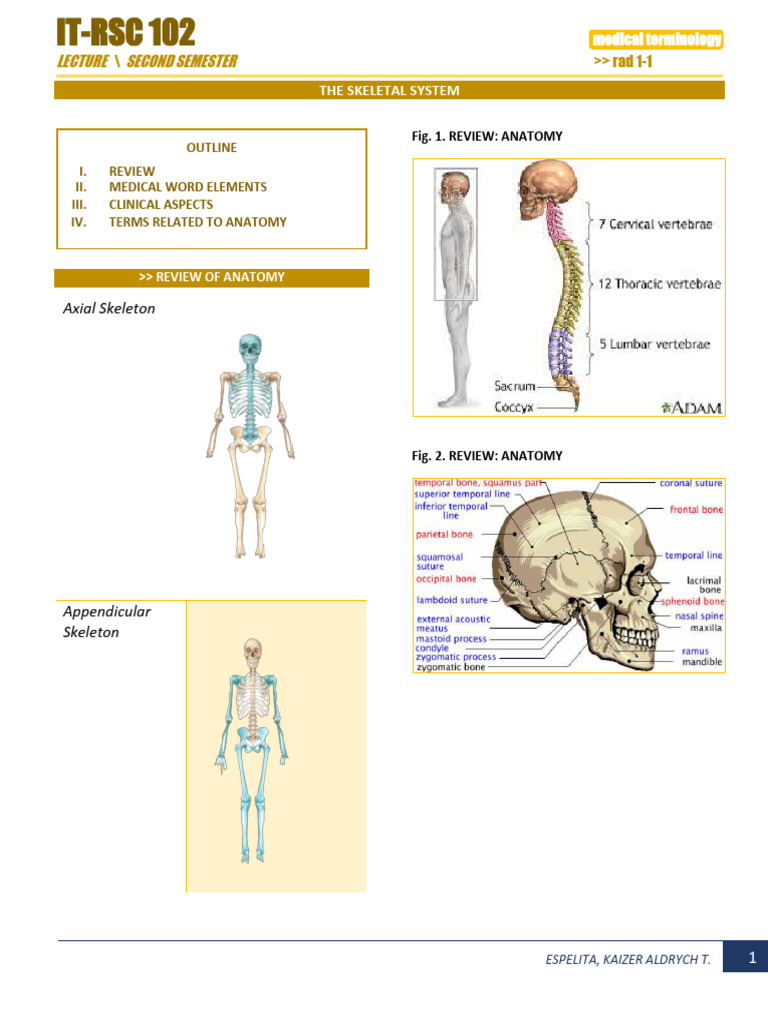 Skeletal System Medical Terminology Guide | PDF | Vertebral Column ...