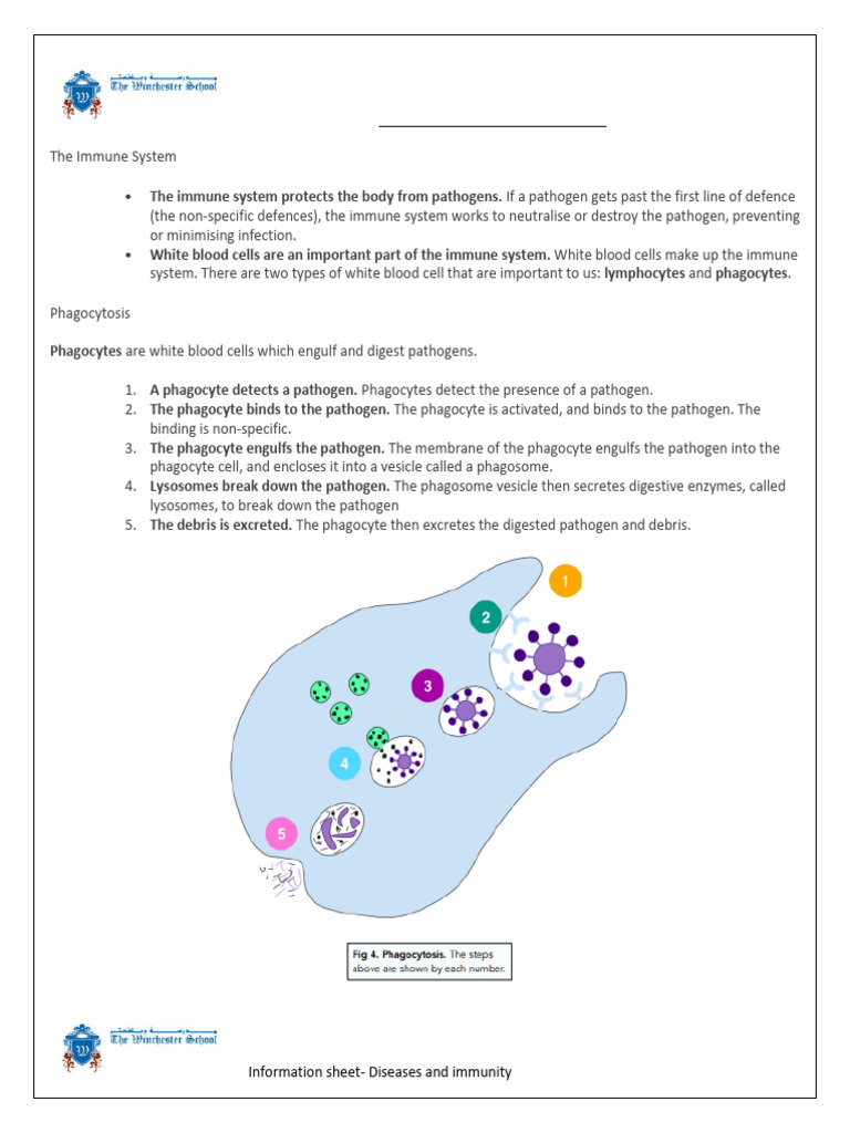 ReactNativeBlobUtilTmp 1oitcpz6g5z04g0ikus3spu | PDF | Immune System | Phagocyte