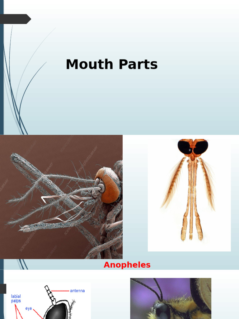 Mouth Parts | PDF