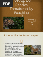 Amur Leopard - Endangered Species | PDF | Leopard | Organisms