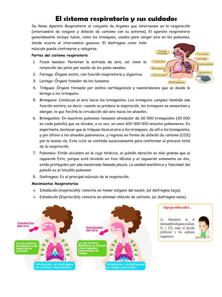 Cuidados del Sistema Respiratorio | PDF