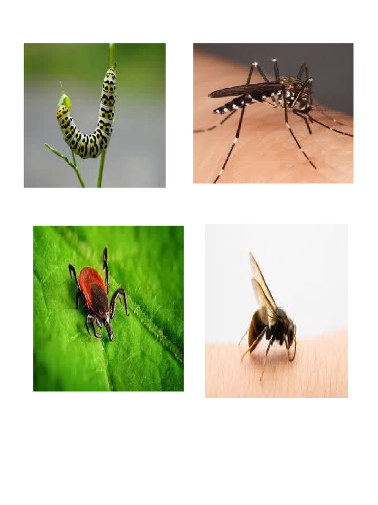 Insectos | PDF