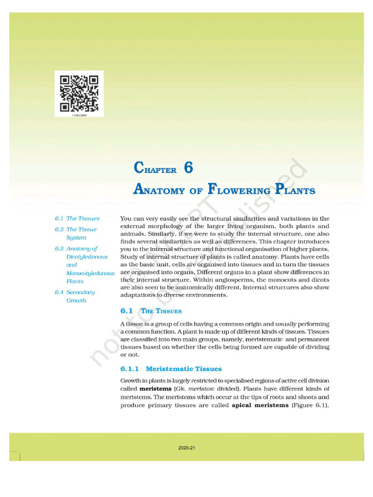 Anatomy of Flowering Plants | PDF