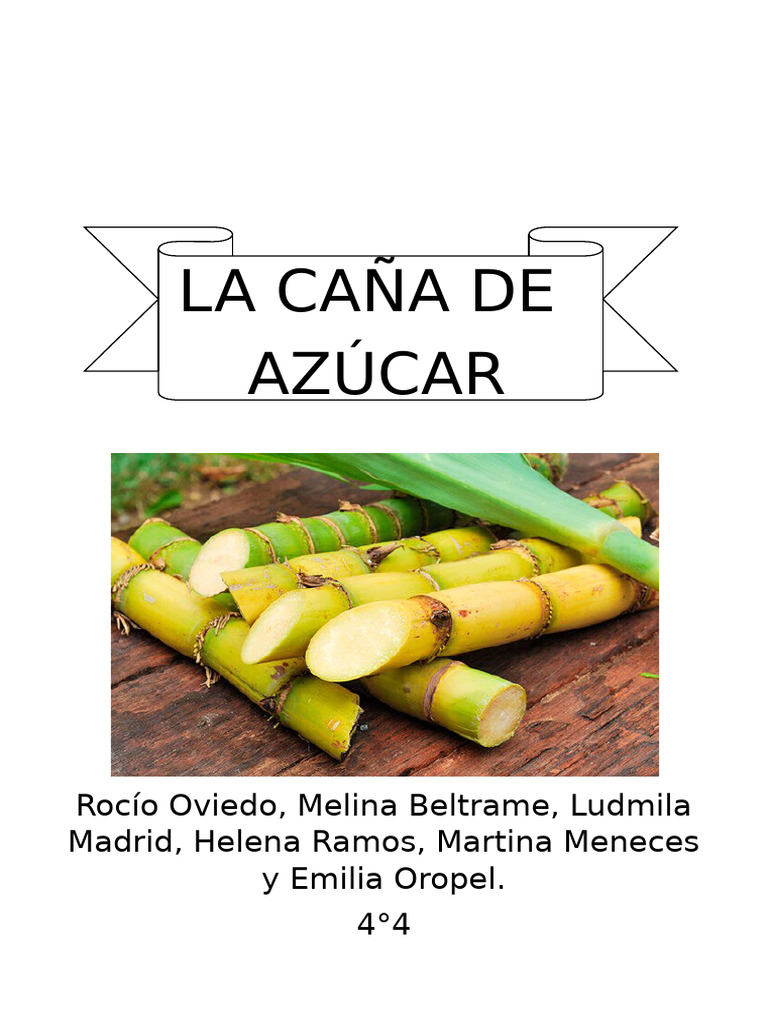 Caña de Azúcar: Cultivo y Producción | PDF | Caña de azúcar | Azúcar