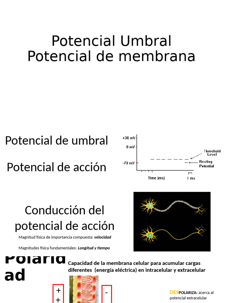 Potencial de Accion | PDF | Sinapsis | Potencial de acción