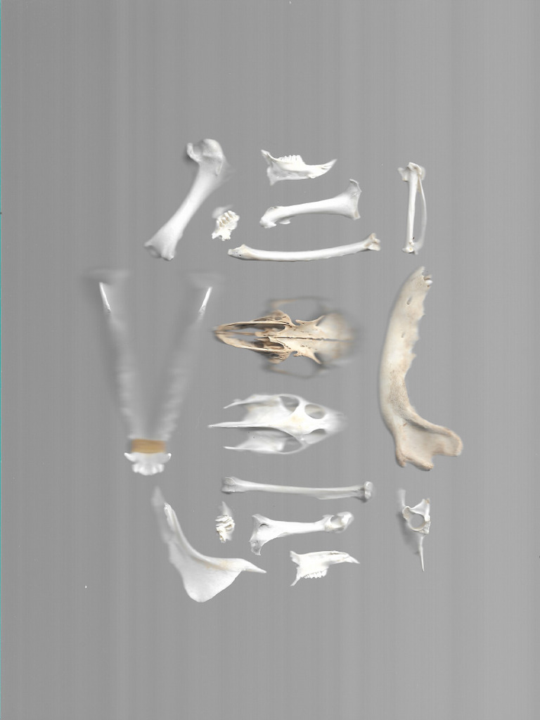 Bone Art 2 | PDF