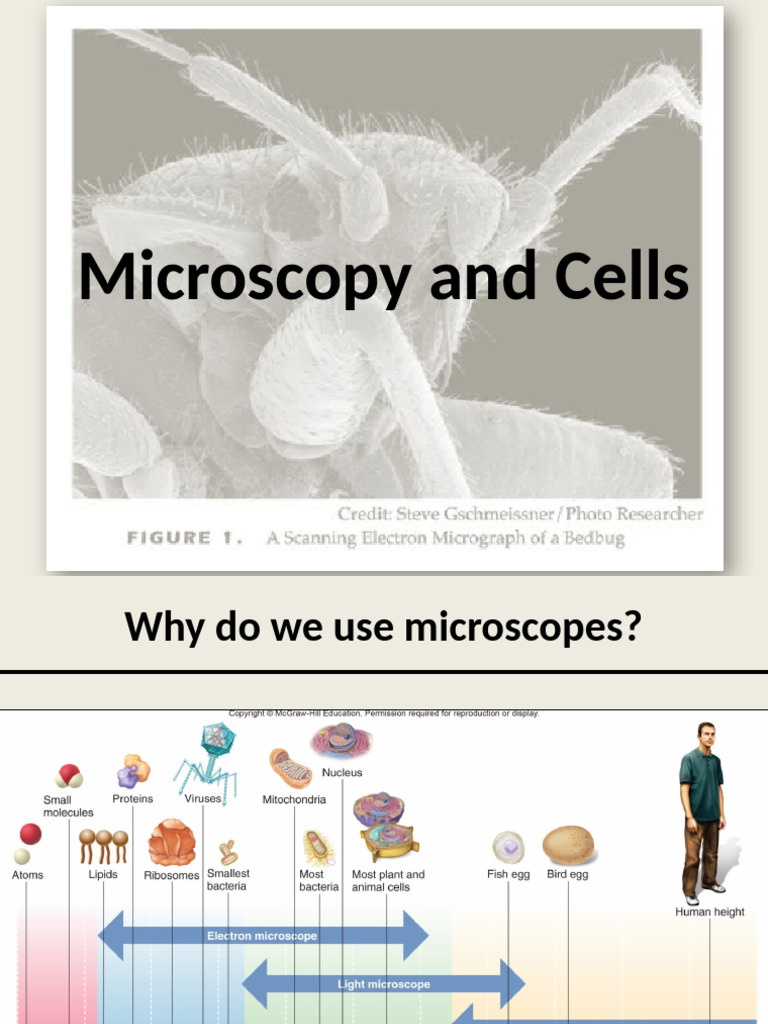 Lab03.Microscopes&Cells Intro | PDF