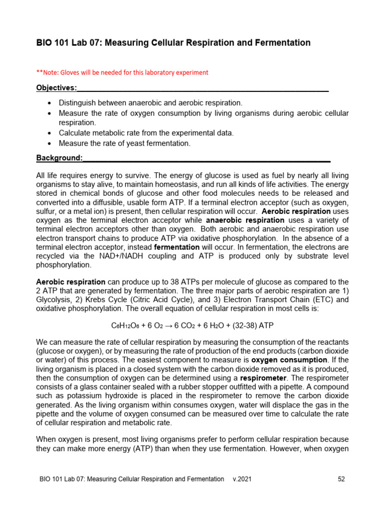 BIO101 Lab07 CellularRespiration&Fermentation | PDF | Cellular Respiration | Adenosine Triphosphate