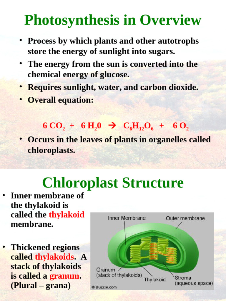 Photosynthesis: Light and Dark Phases | PDF | Photosynthesis | Chloroplast
