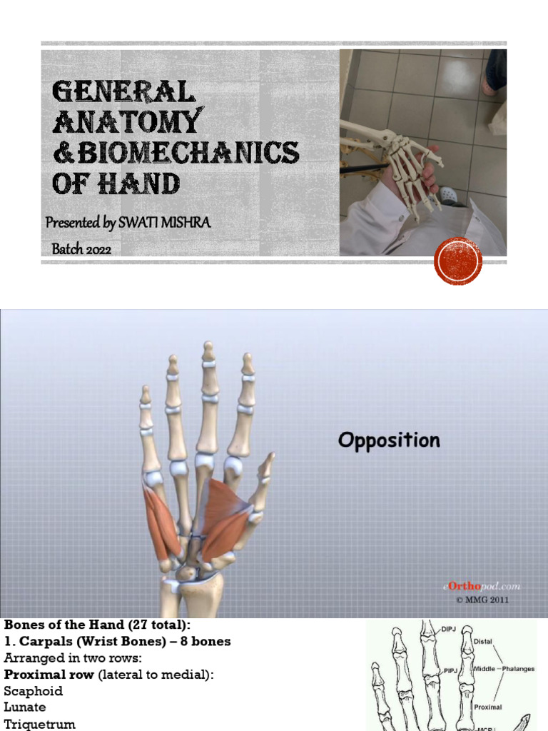 Anatomy and Biomechanics of the Hand | PDF | Thumb | Hand