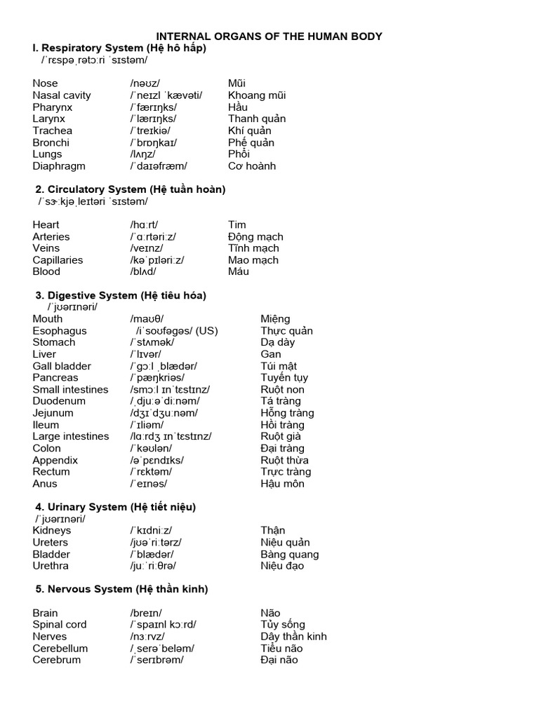 Internal Organs of The Human Body | PDF