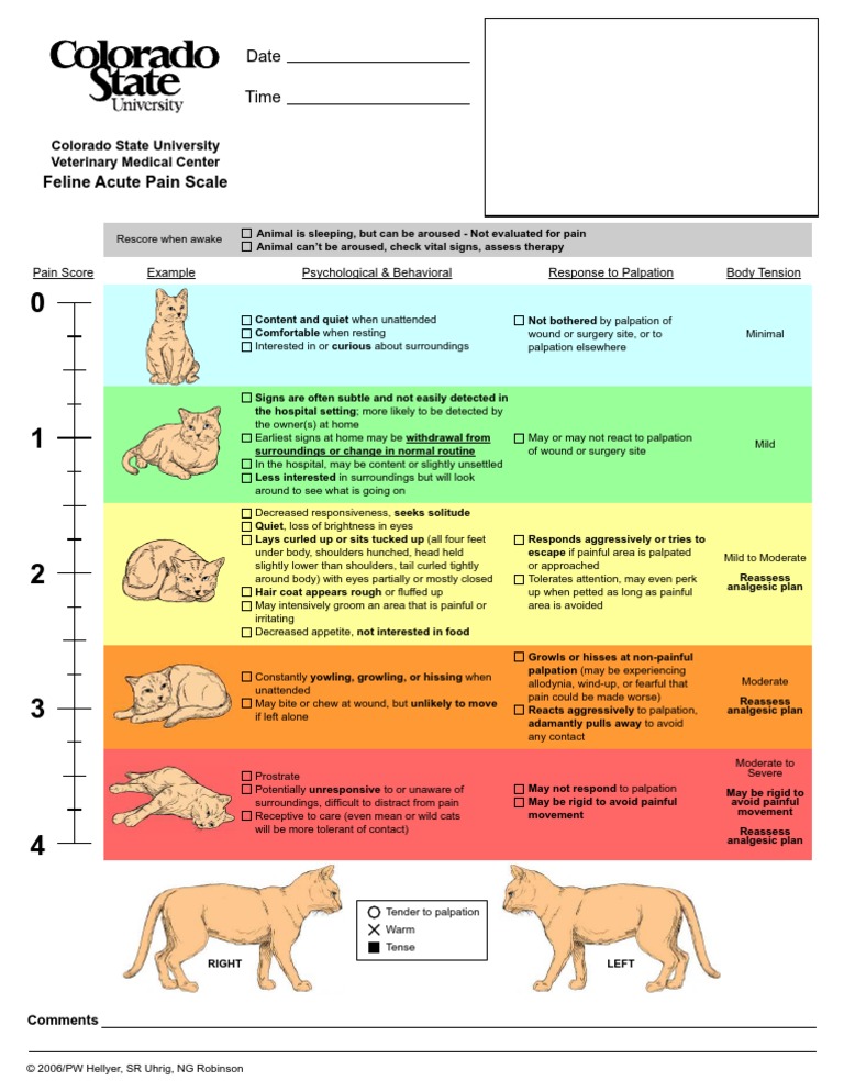 Feline Acute Pain Scale Guide | PDF