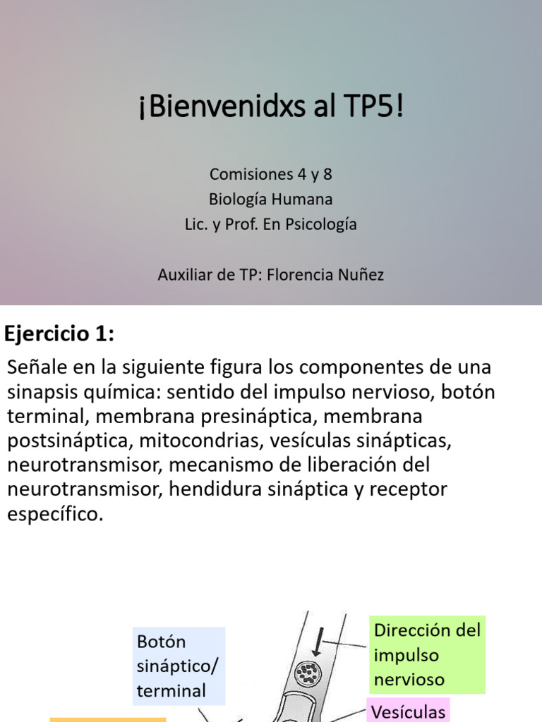 Tp5 Excitabilidad | PDF | Sinapsis | Axon