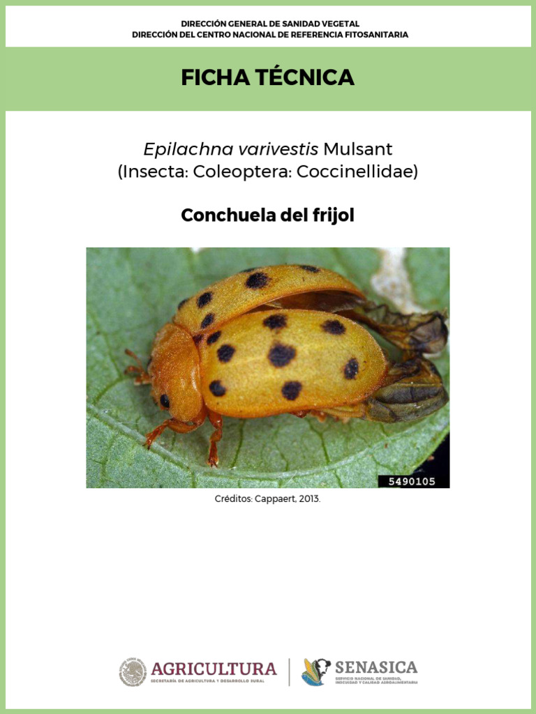 Conchuela Del Frijol | PDF | Phaseolus Vulgaris | Crisálida