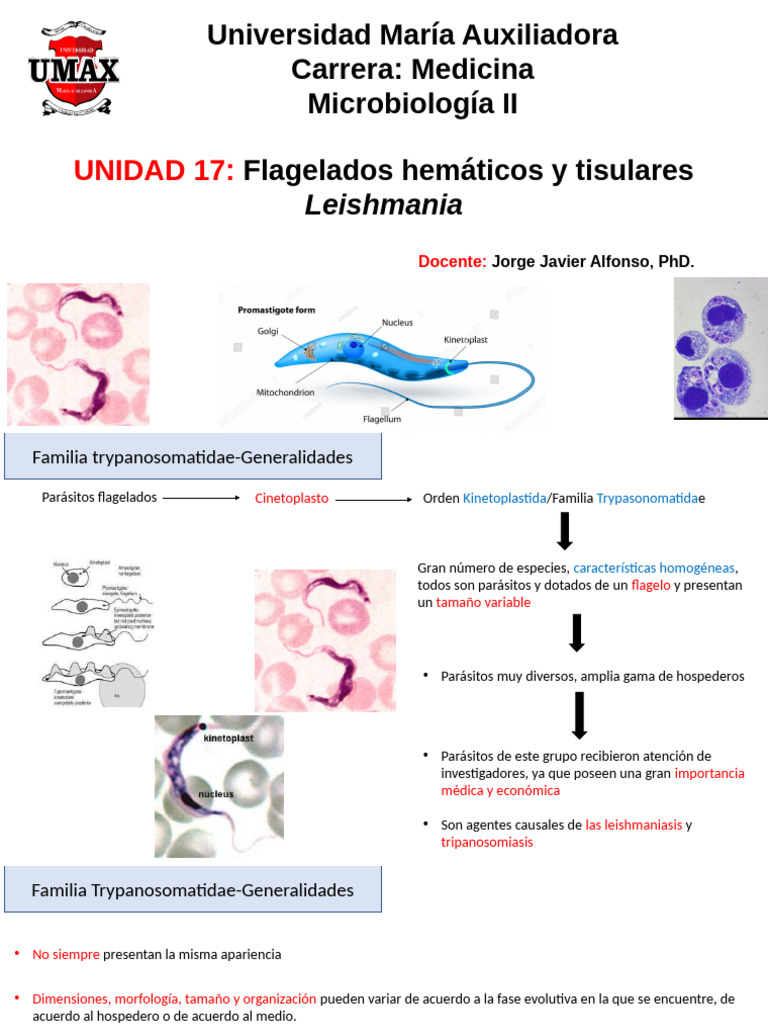 Unidad 14 - Flagelados HemÃ¡Ticos y Tisulares - Leishmania | PDF ...