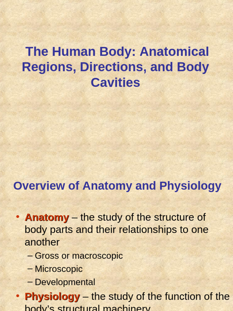 Anatomical Terminology Powerpoint | PDF | Anatomical Terms Of Location ...